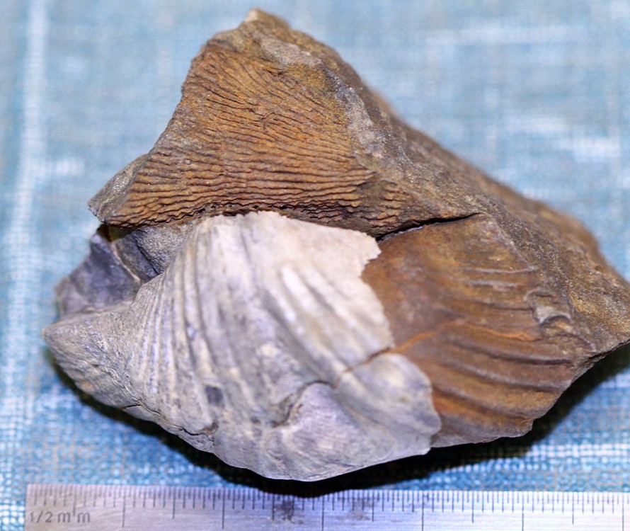 Fossiles Dévonien - Demandes d' identification de fossiles - Géoforum