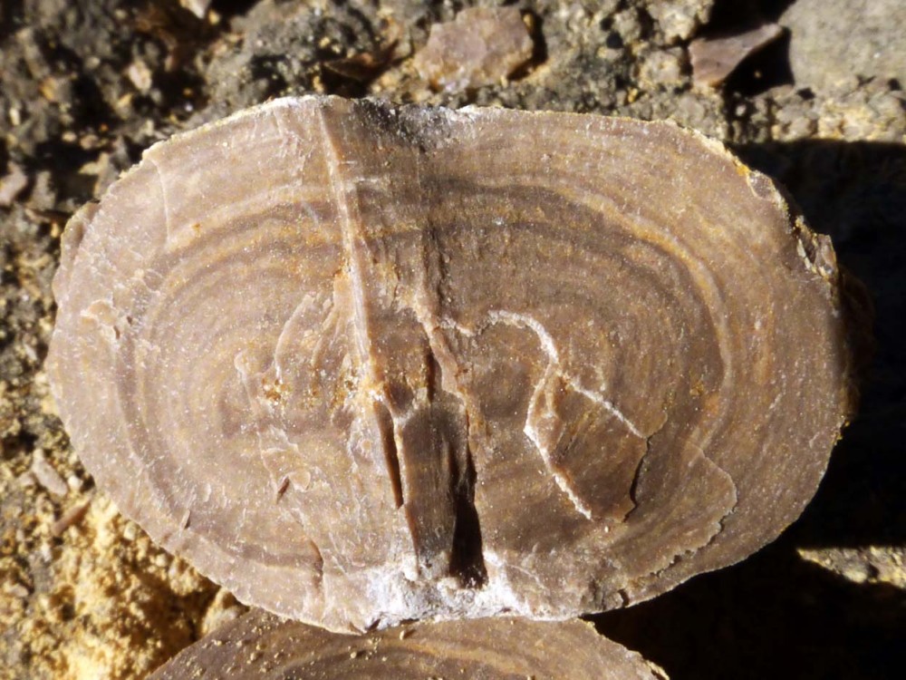 Oolithes, pisolites, oncolites - Roche et pétrographie - Géoforum