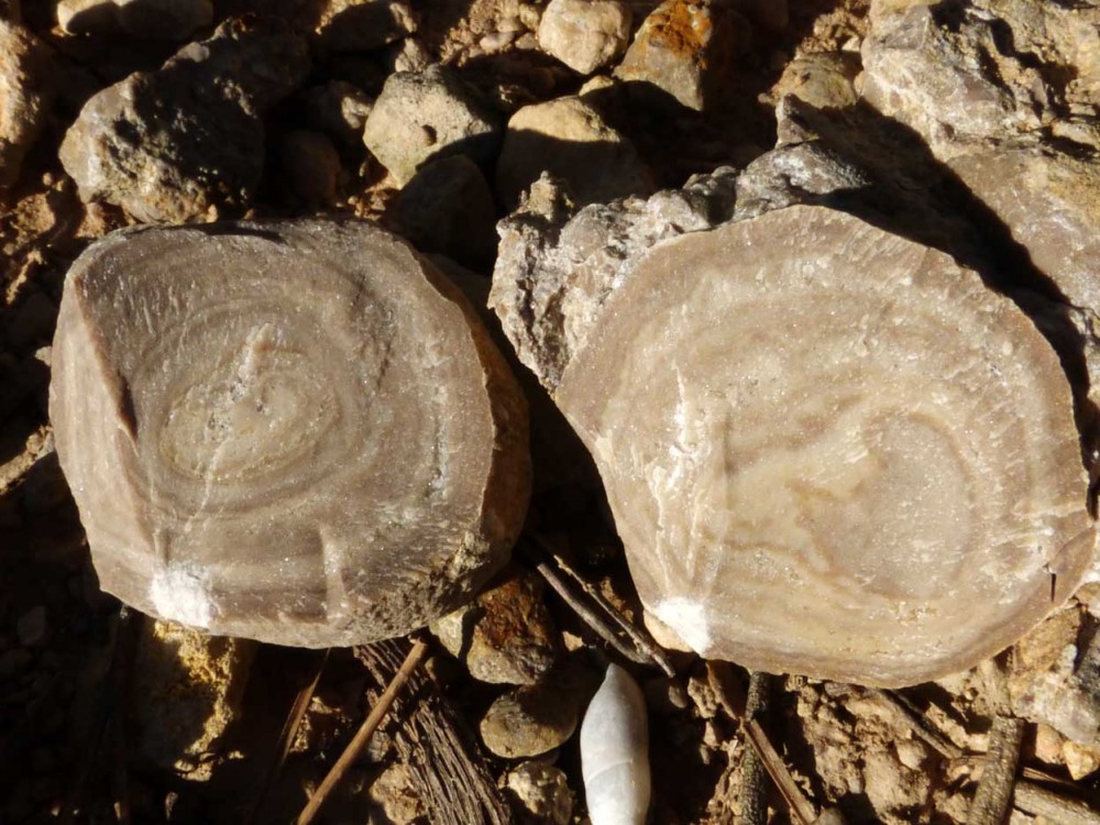 Oolithes, pisolites, oncolites - Roche et pétrographie - Géoforum